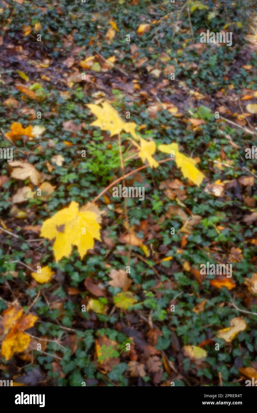 Pinhole Photography Woodland Series.New, Age-defying, digital age ...