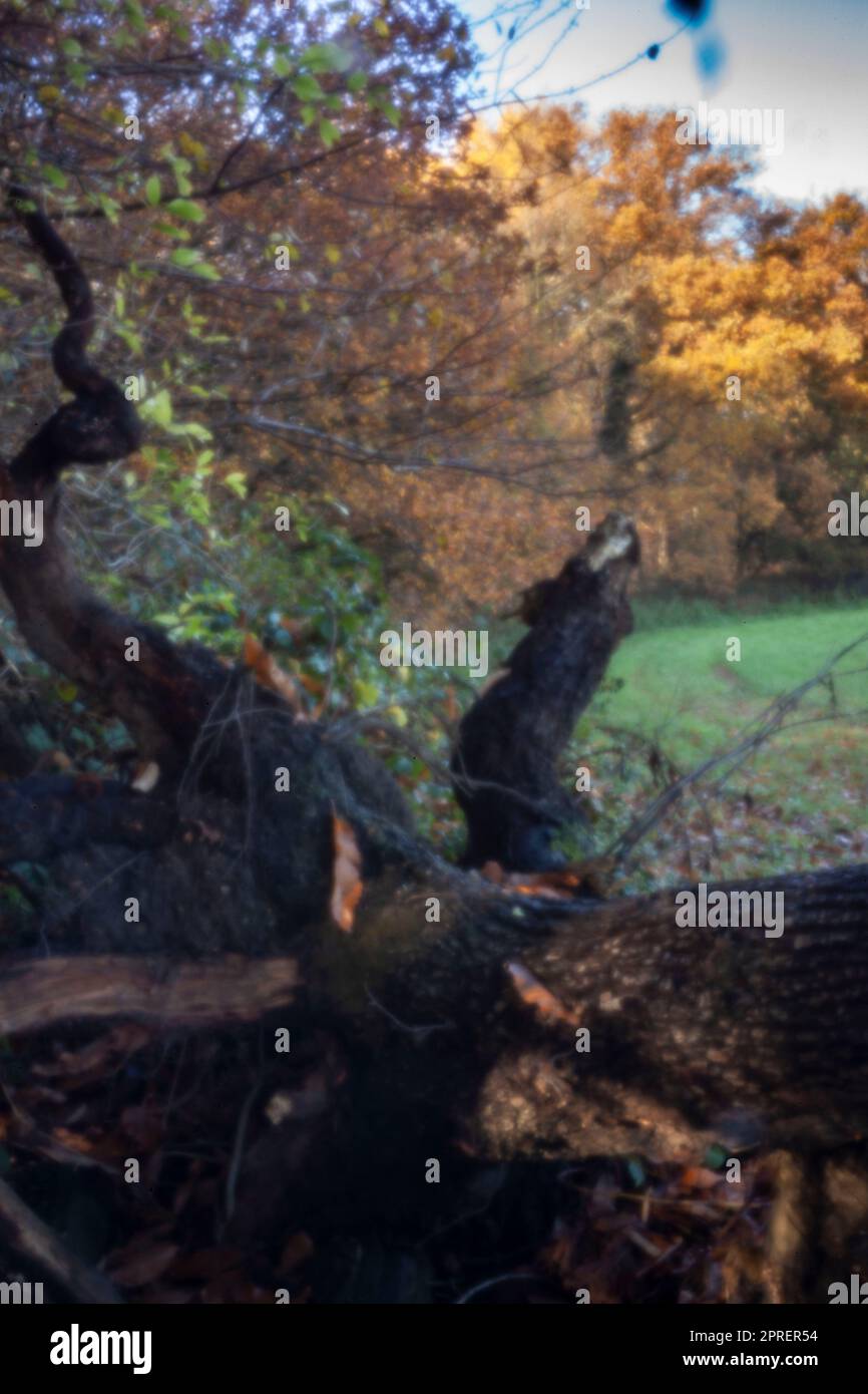 Pinhole Photography Woodland Series.New, Age-defying, digital age ...
