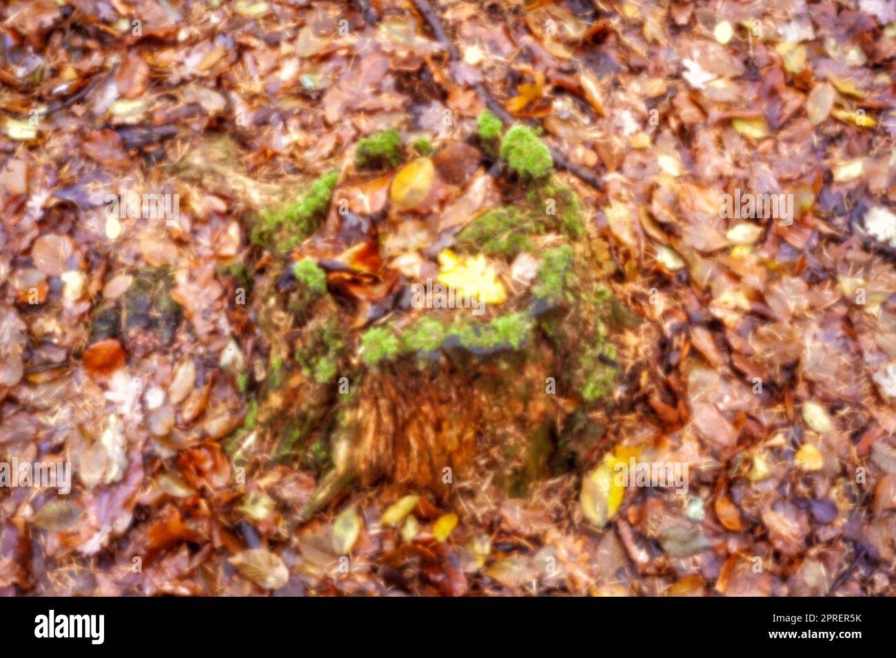 Pinhole Photography Woodland Series.New, Age-defying, digital age ...