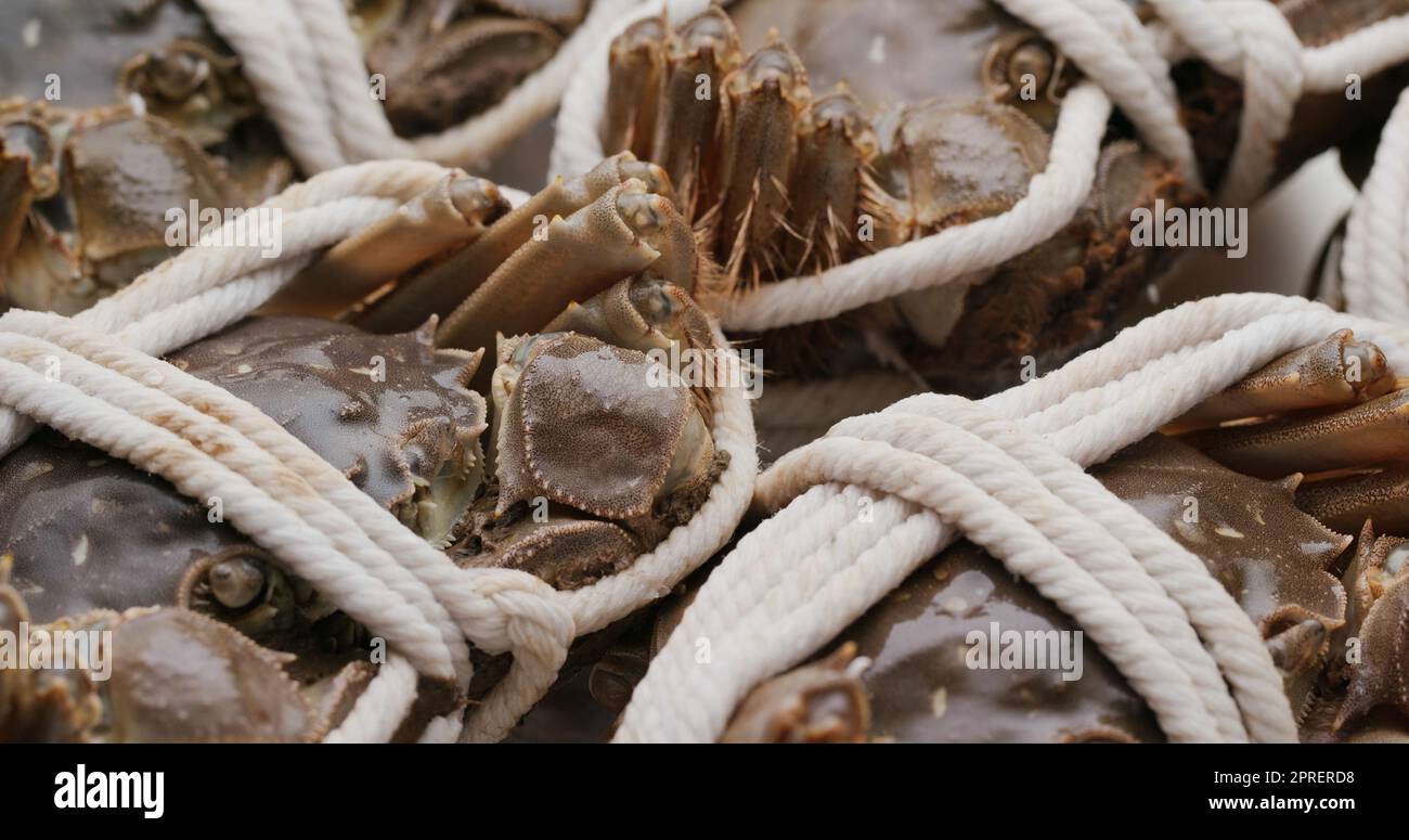 Shanghai mitten crab hi-res stock photography and images - Alamy