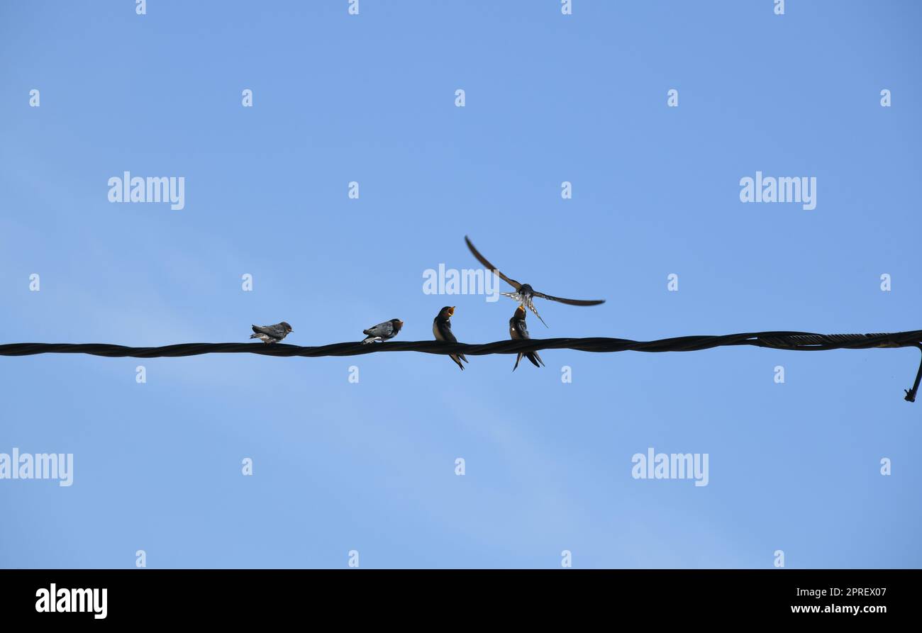 Snatching insects hi-res stock photography and images - Alamy
