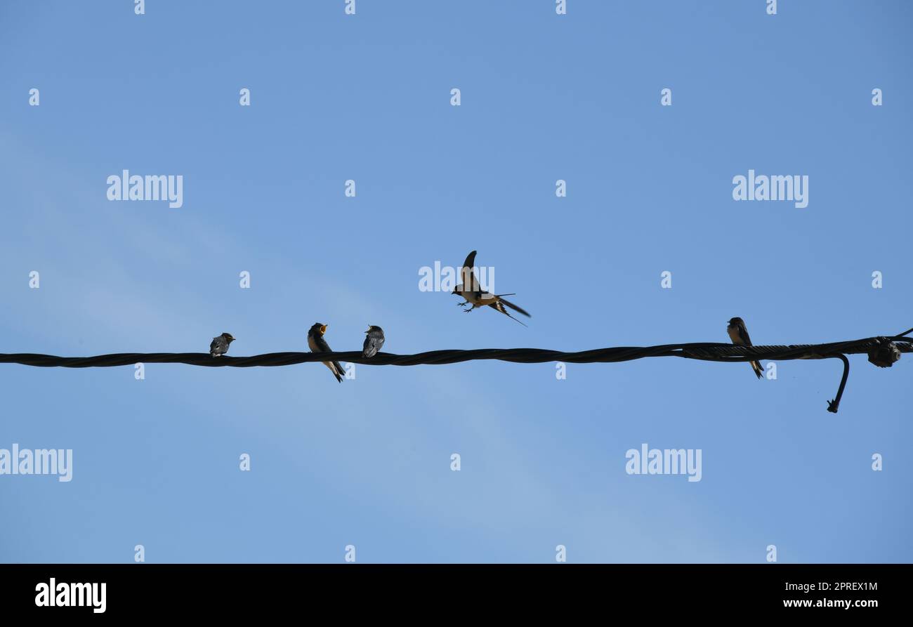 Snatching insects hi-res stock photography and images - Alamy