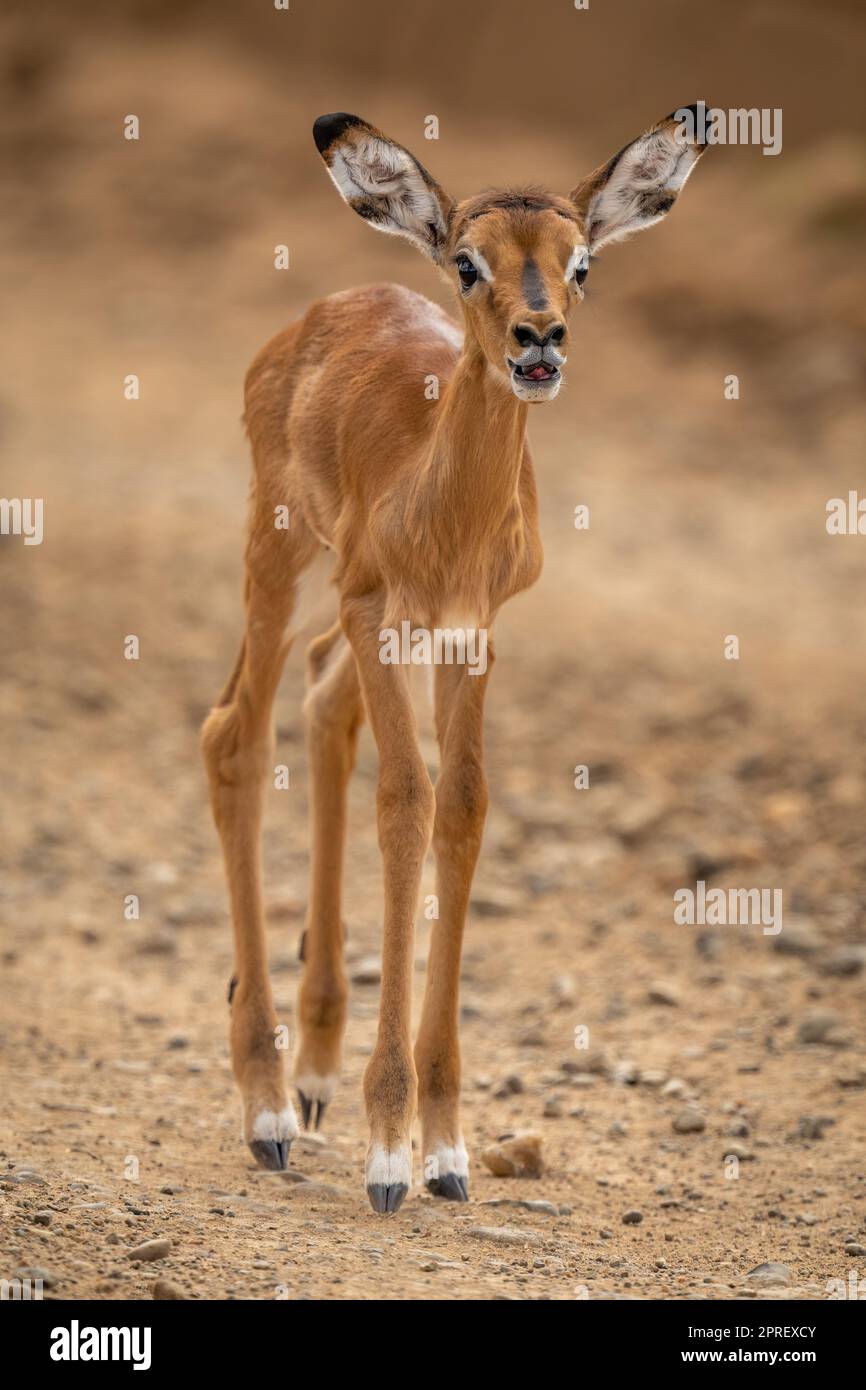 Baby common impala stands calling for mother Stock Photo - Alamy
