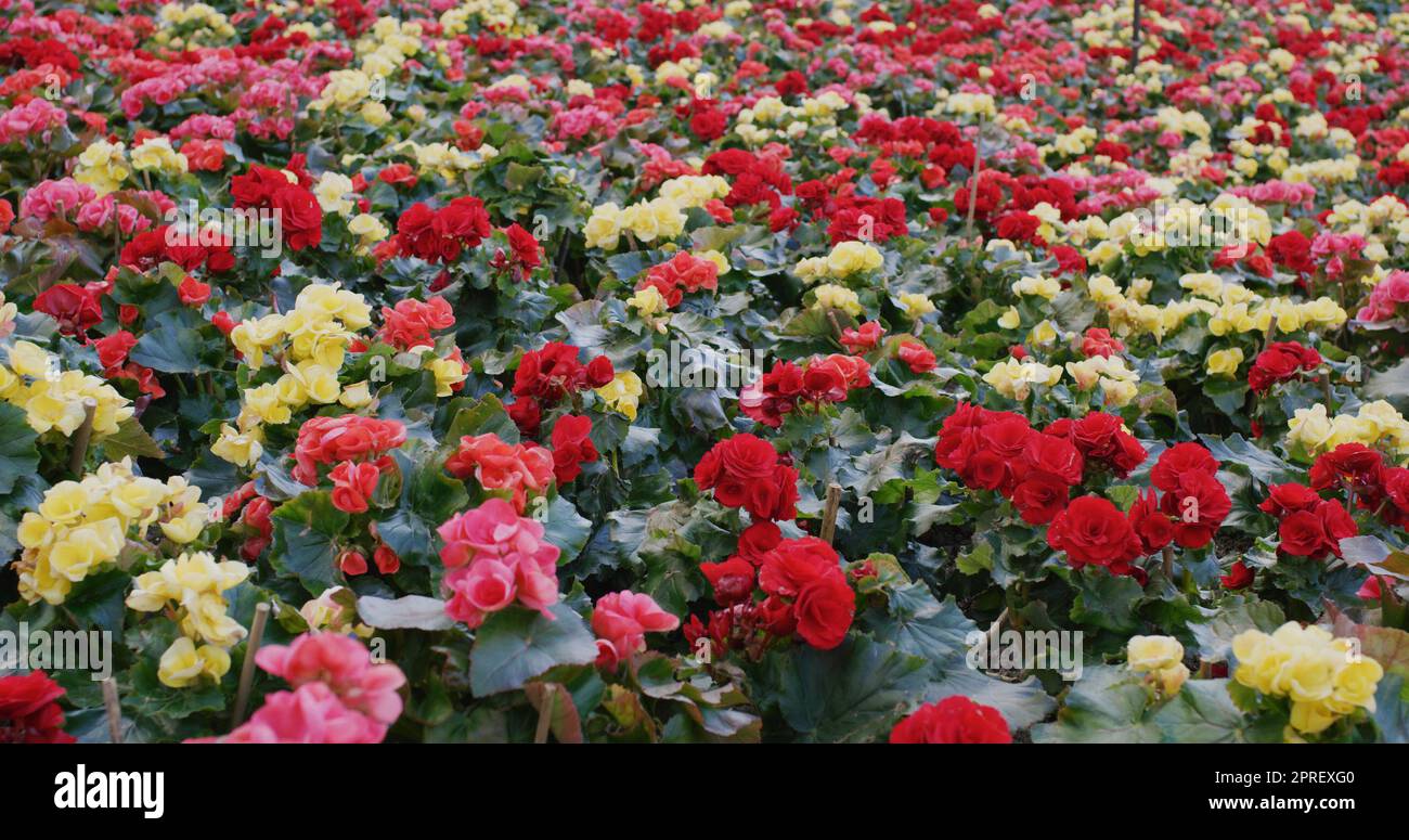 Colorful rose begonia in garden Stock Photo - Alamy