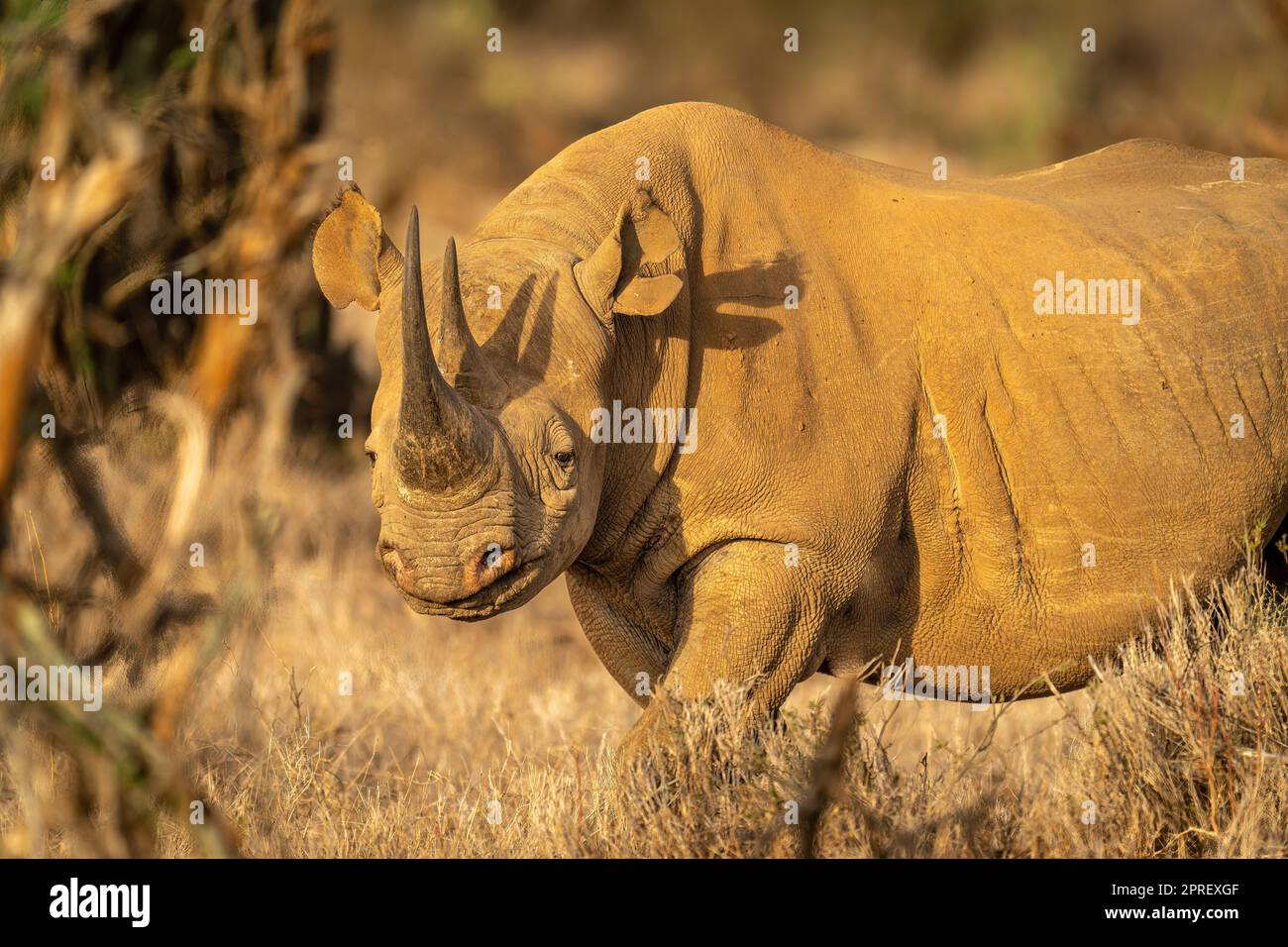 Lowering the head hi-res stock photography and images - Alamy
