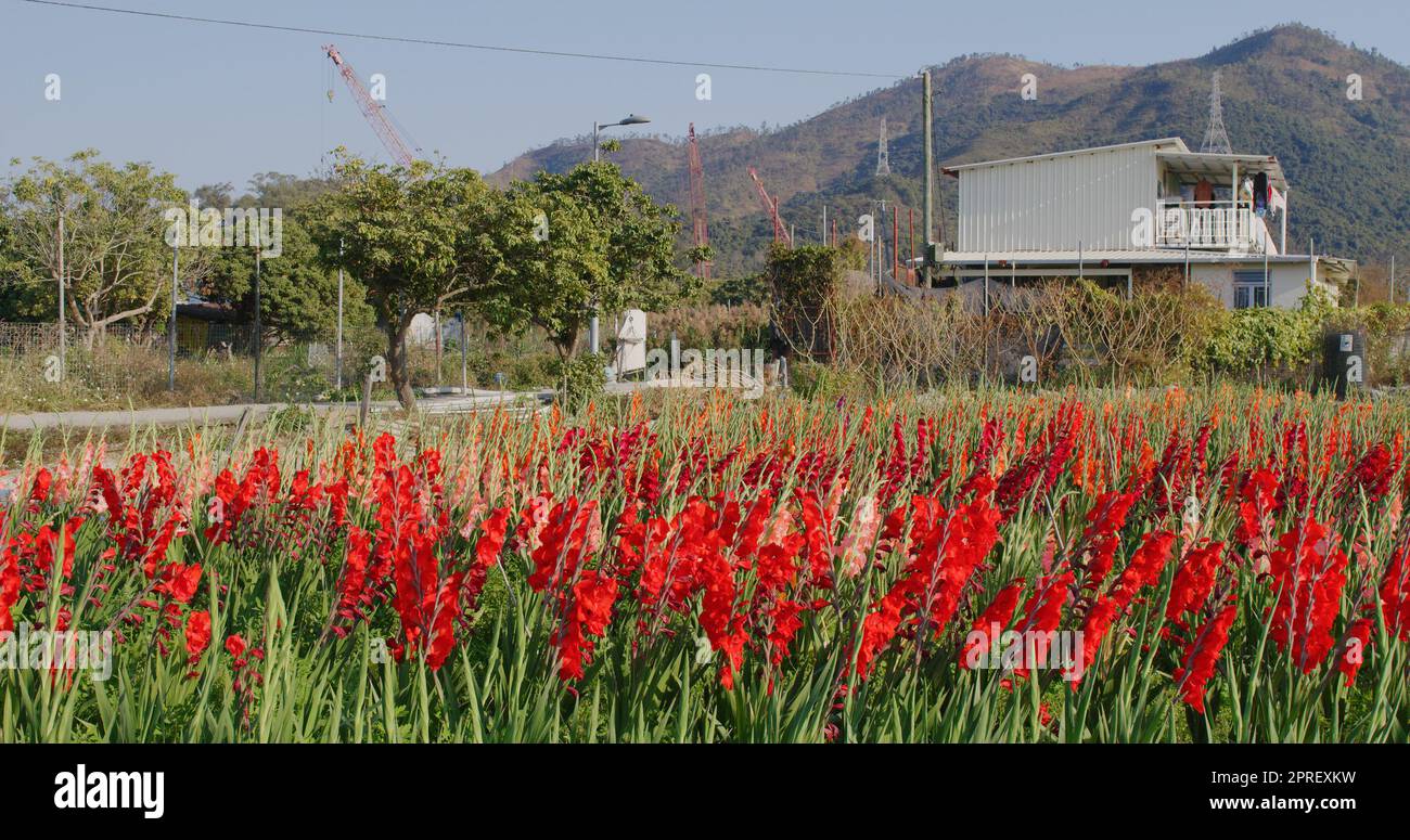 Red gladiolus flower farm with sunlight Stock Photo - Alamy