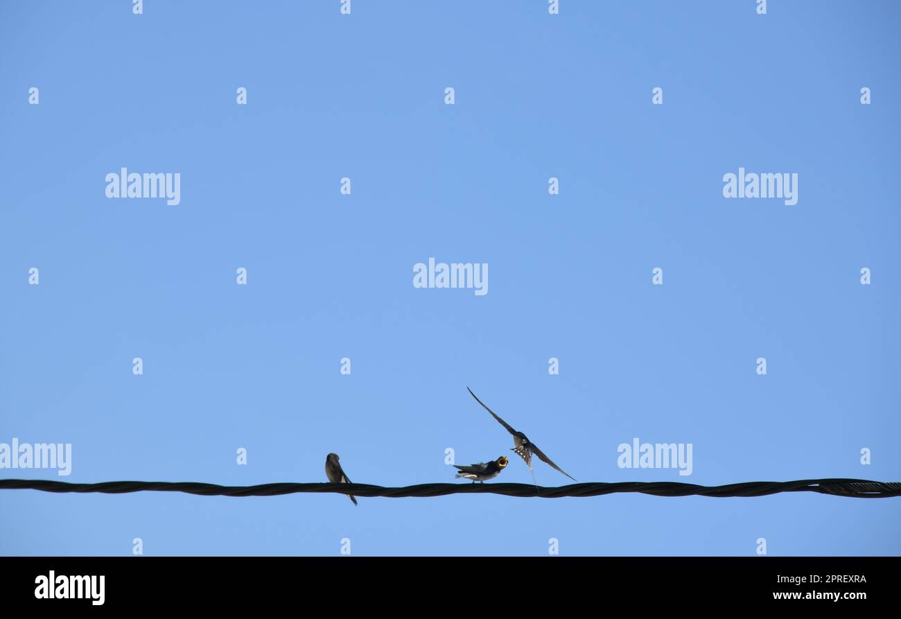 Snatching insects hi-res stock photography and images - Alamy