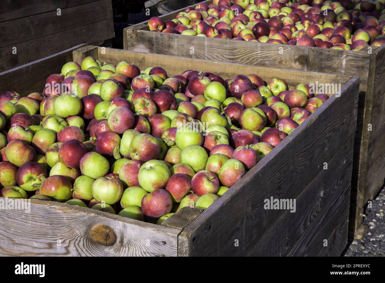 apples harvest fruit box organic diet fresh food orchard market Stock ...