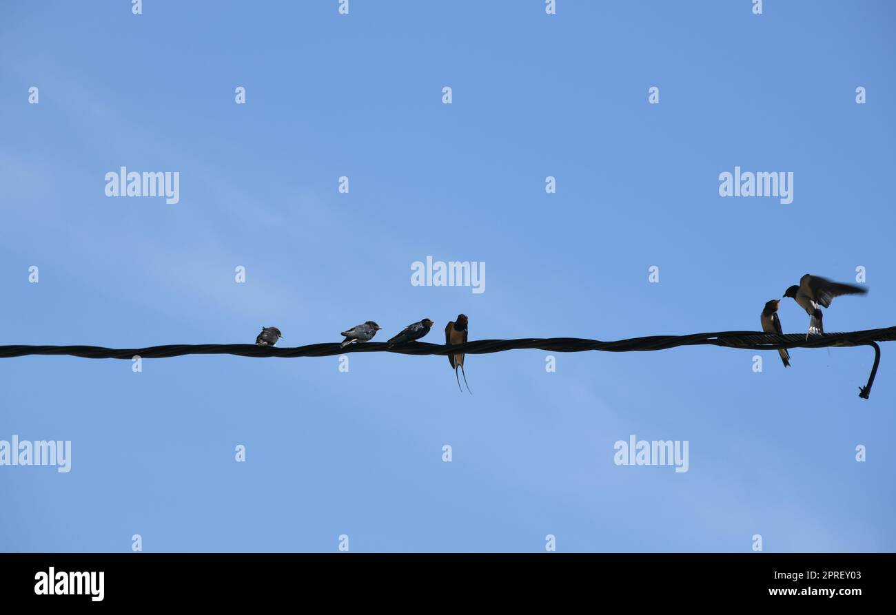 Snatching insects hi-res stock photography and images - Alamy