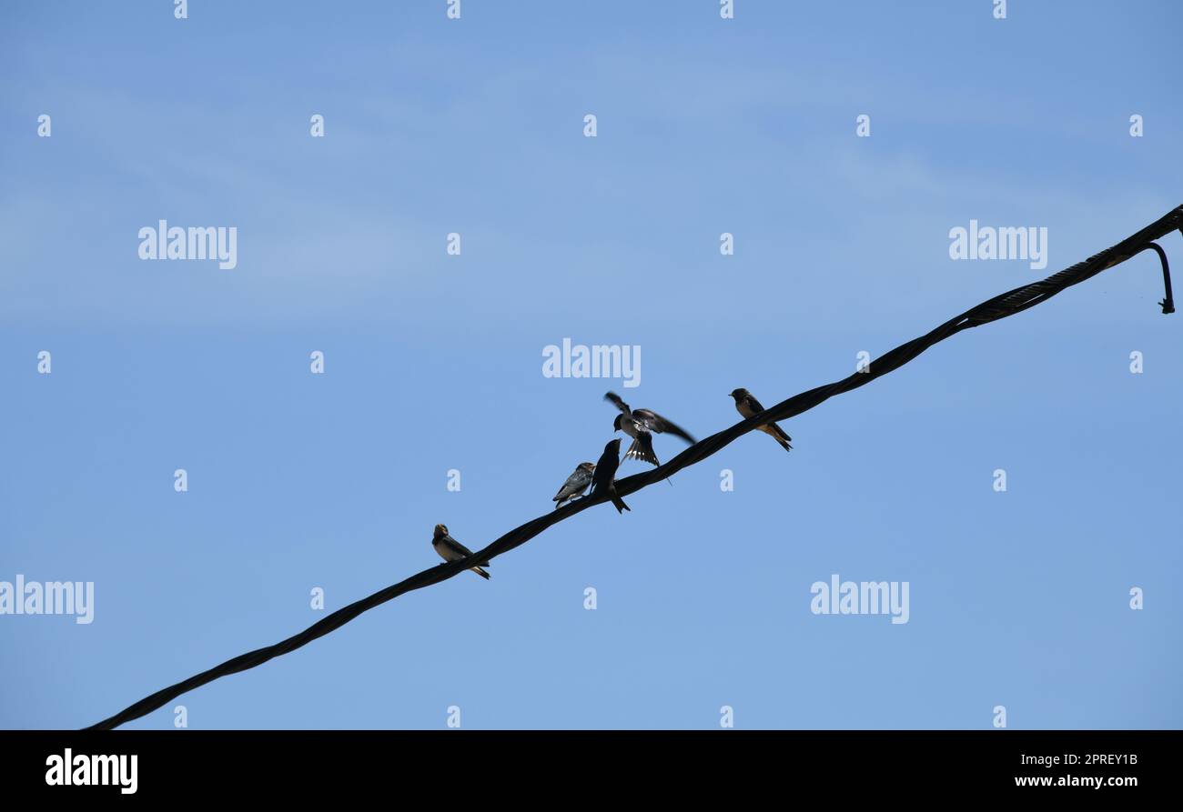 Snatching insects hi-res stock photography and images - Alamy