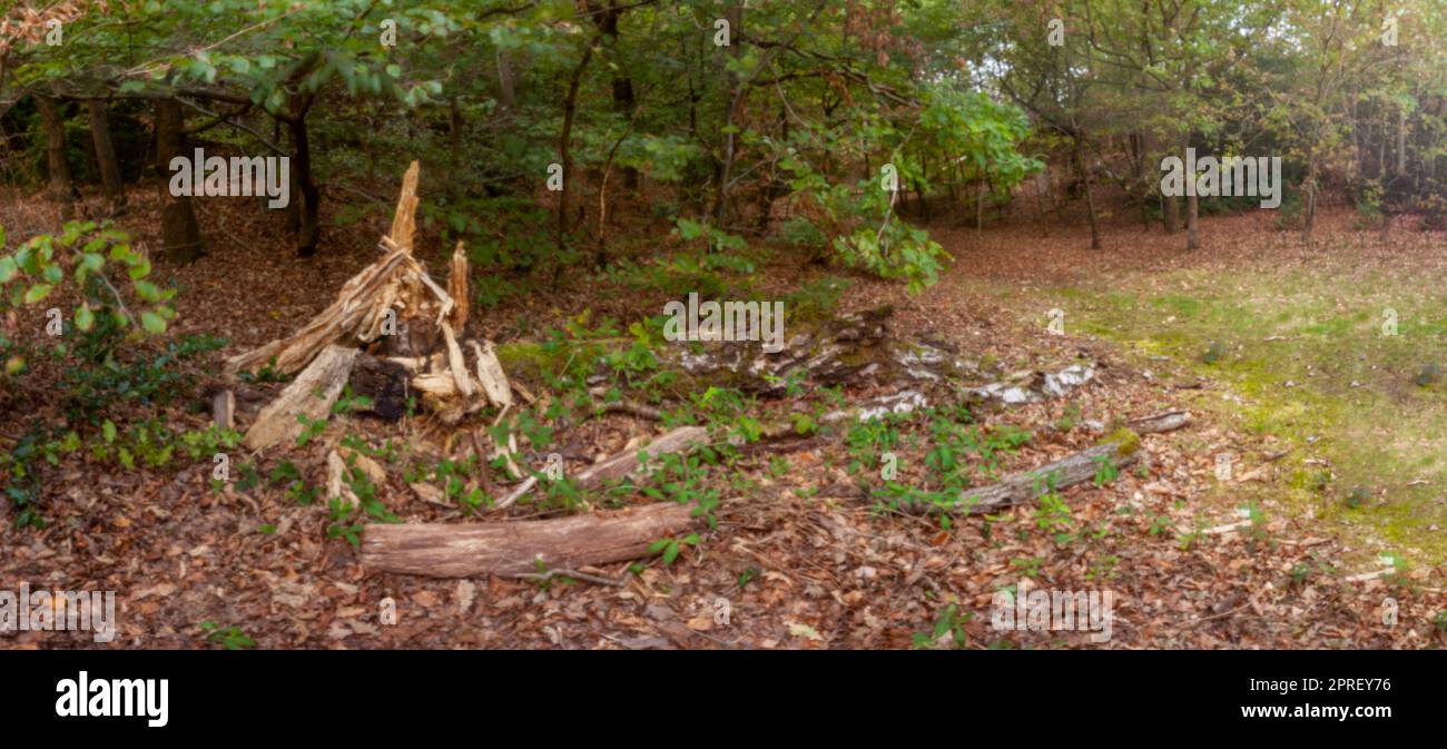 Pinhole Photography Woodland Series.New, Age-defying, digital age ...