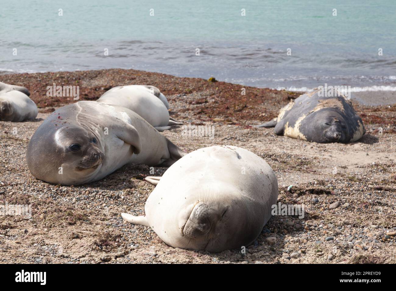 Elephant seals on Isla Escondida beach, Patagonia, Argentina Stock ...