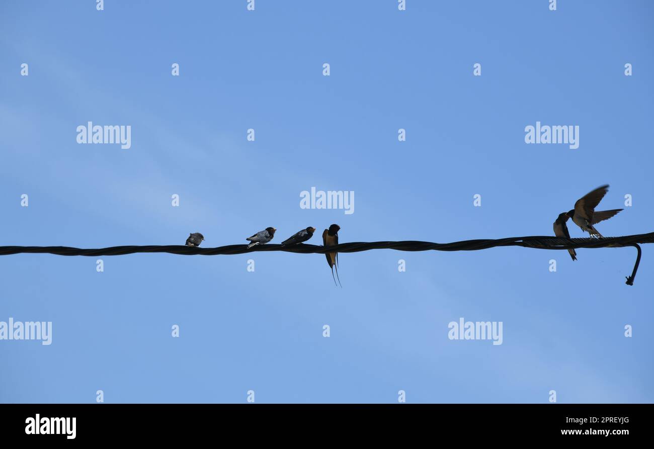 School of swallows: snatching insects in flight and then feeding them ...