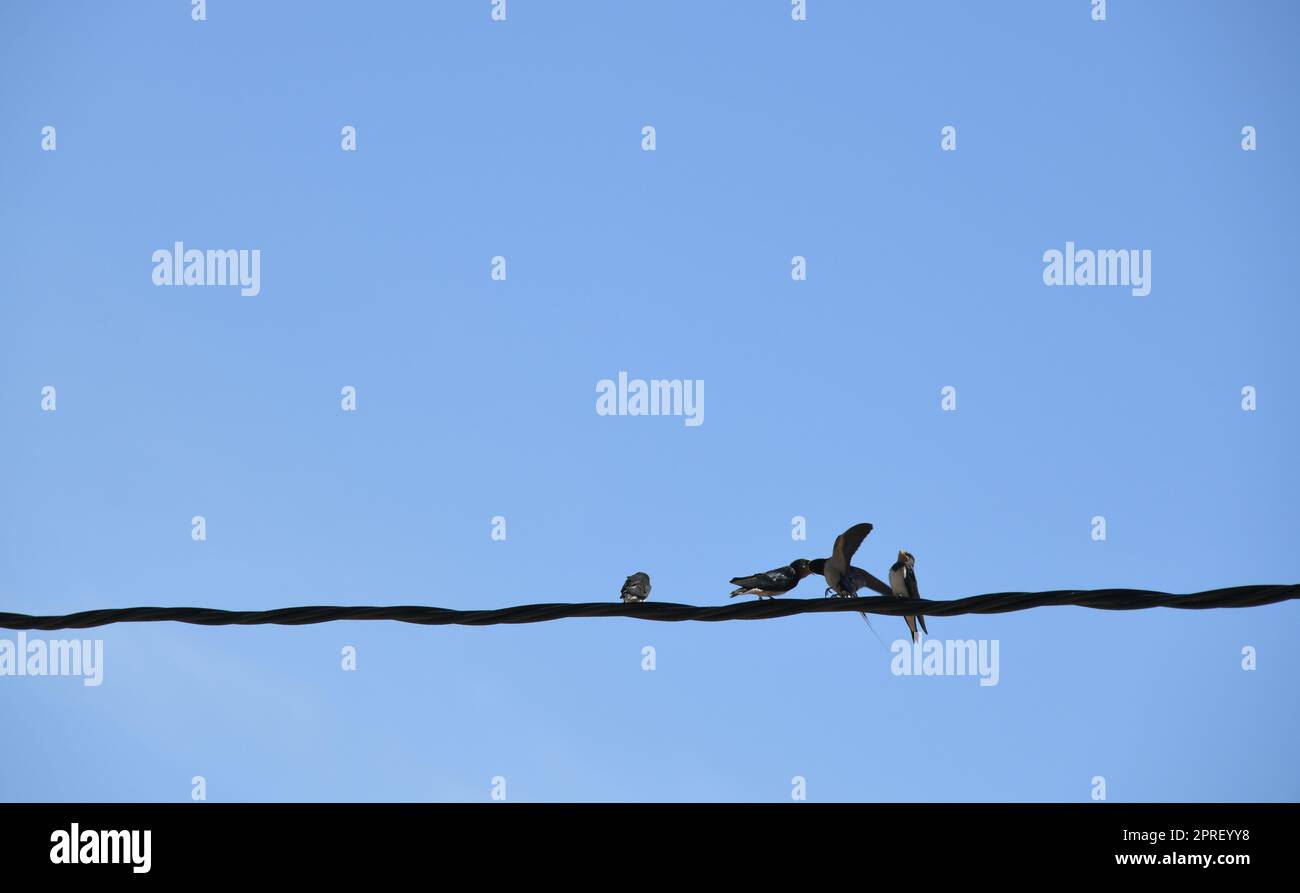 School of swallows snatching insects hi-res stock photography and ...