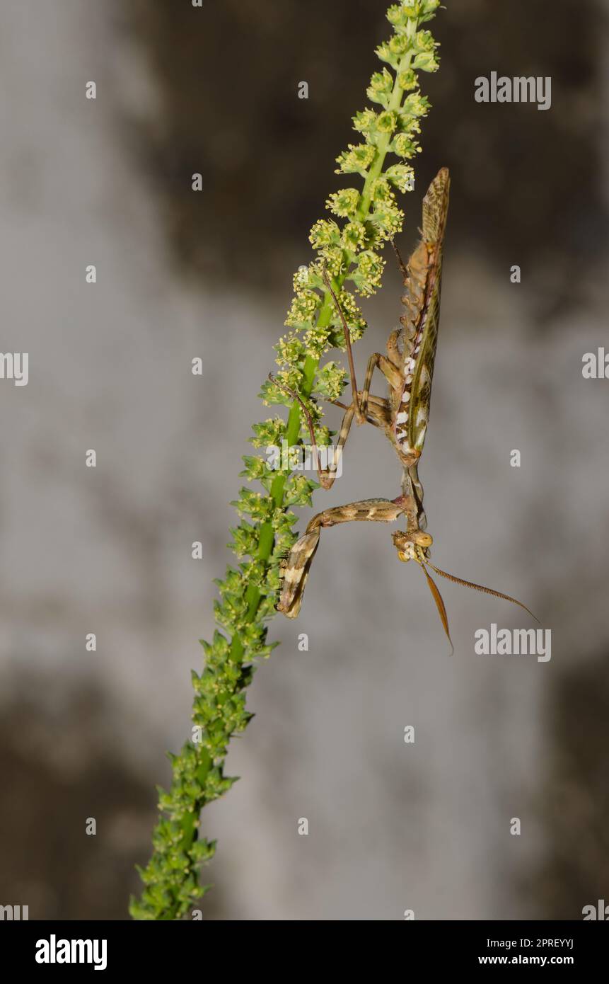 Egyptian flower mantis Blepharopsis mendica. Male. Cruz de Pajonales ...