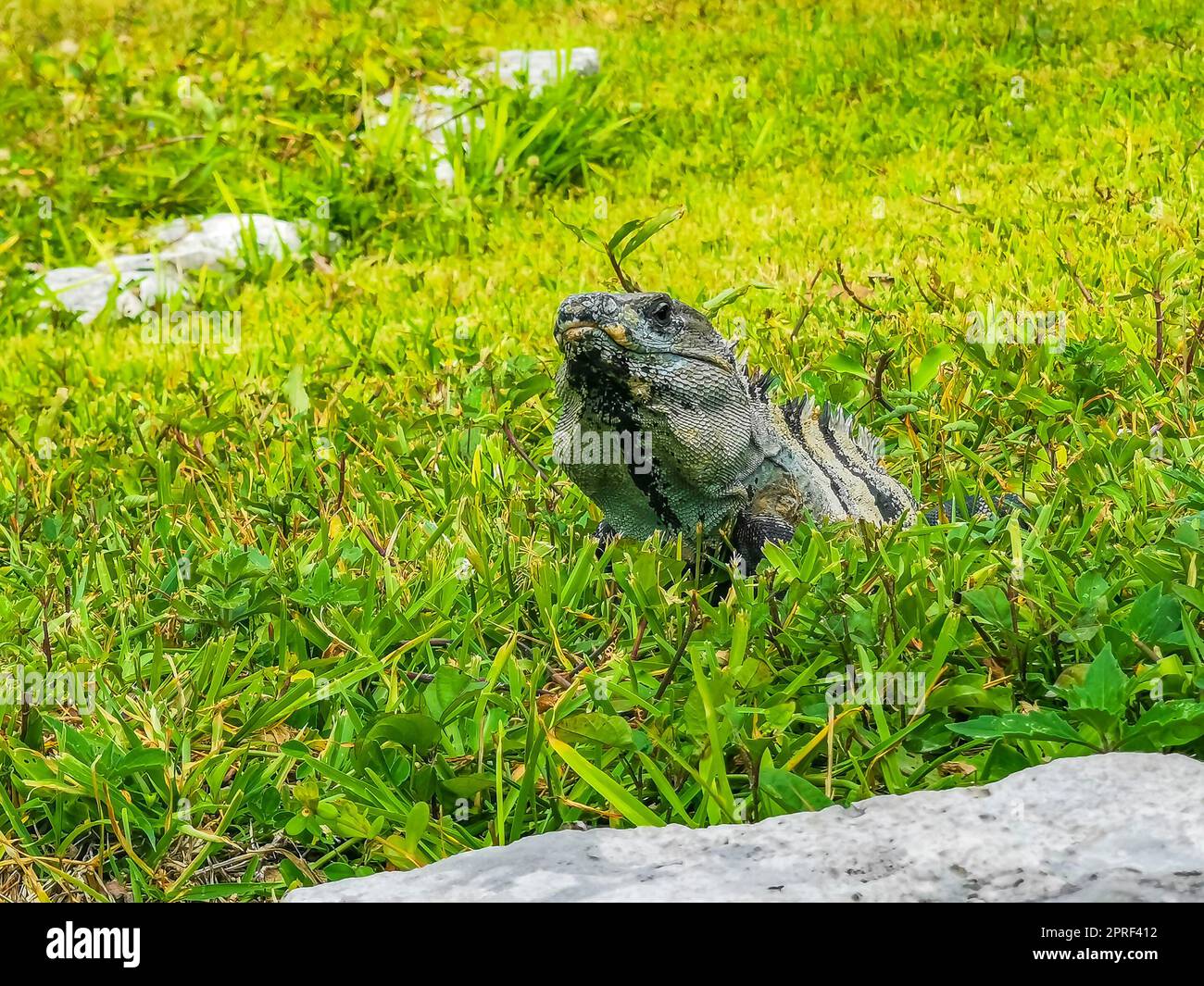 Iguana on grass Tulum ruins Mayan site temple pyramids Mexico Stock ...