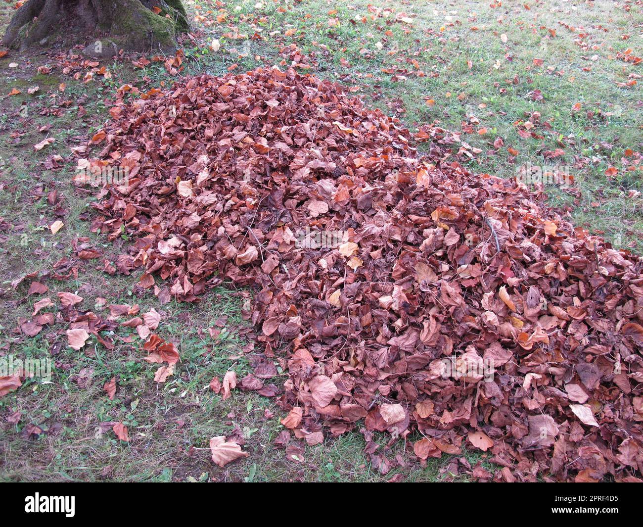 Pile of leaves hi-res stock photography and images - Alamy