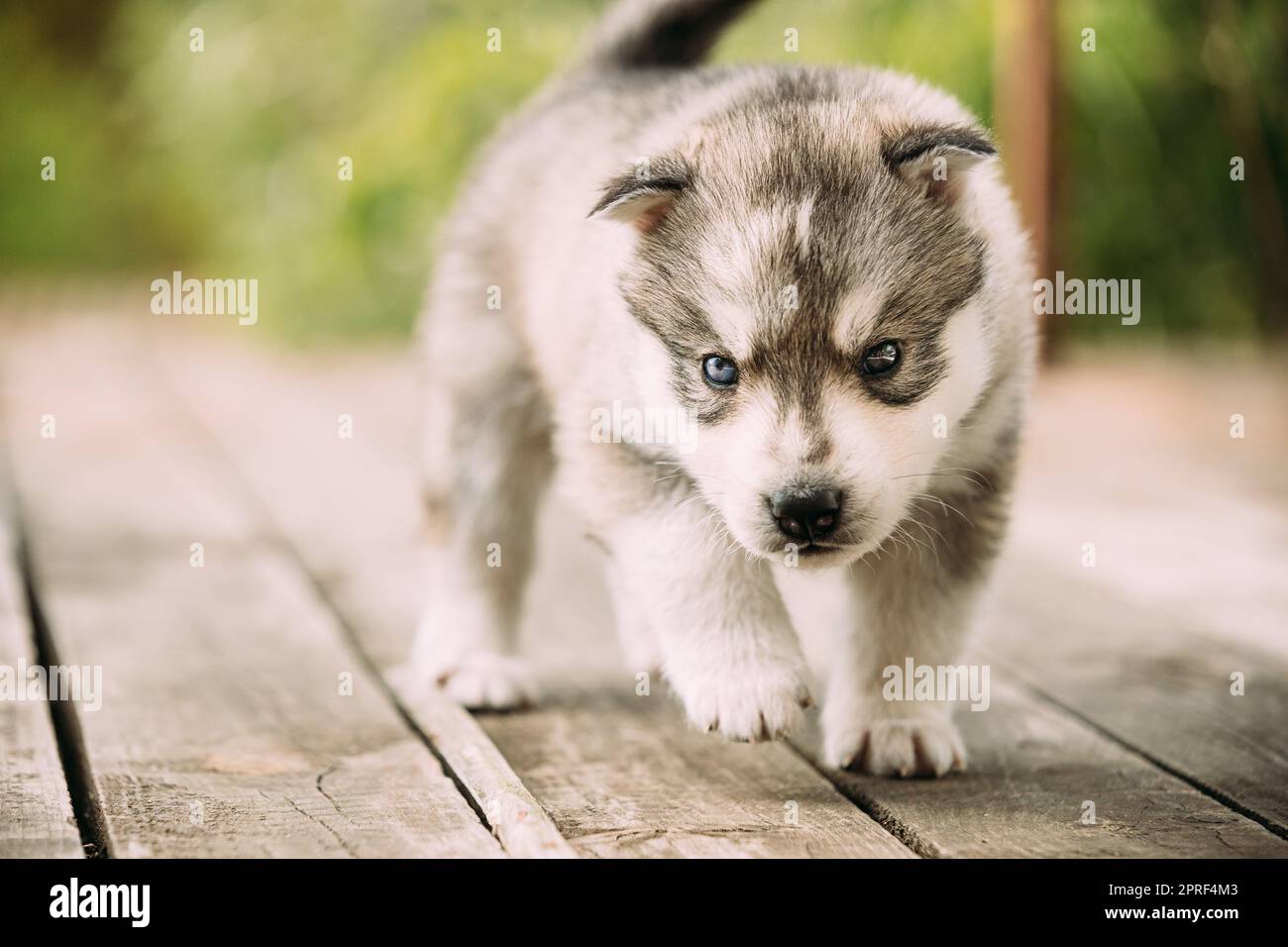 Four-week-old Husky Puppy Of White-gray Color Walking On Wooden Ground ...