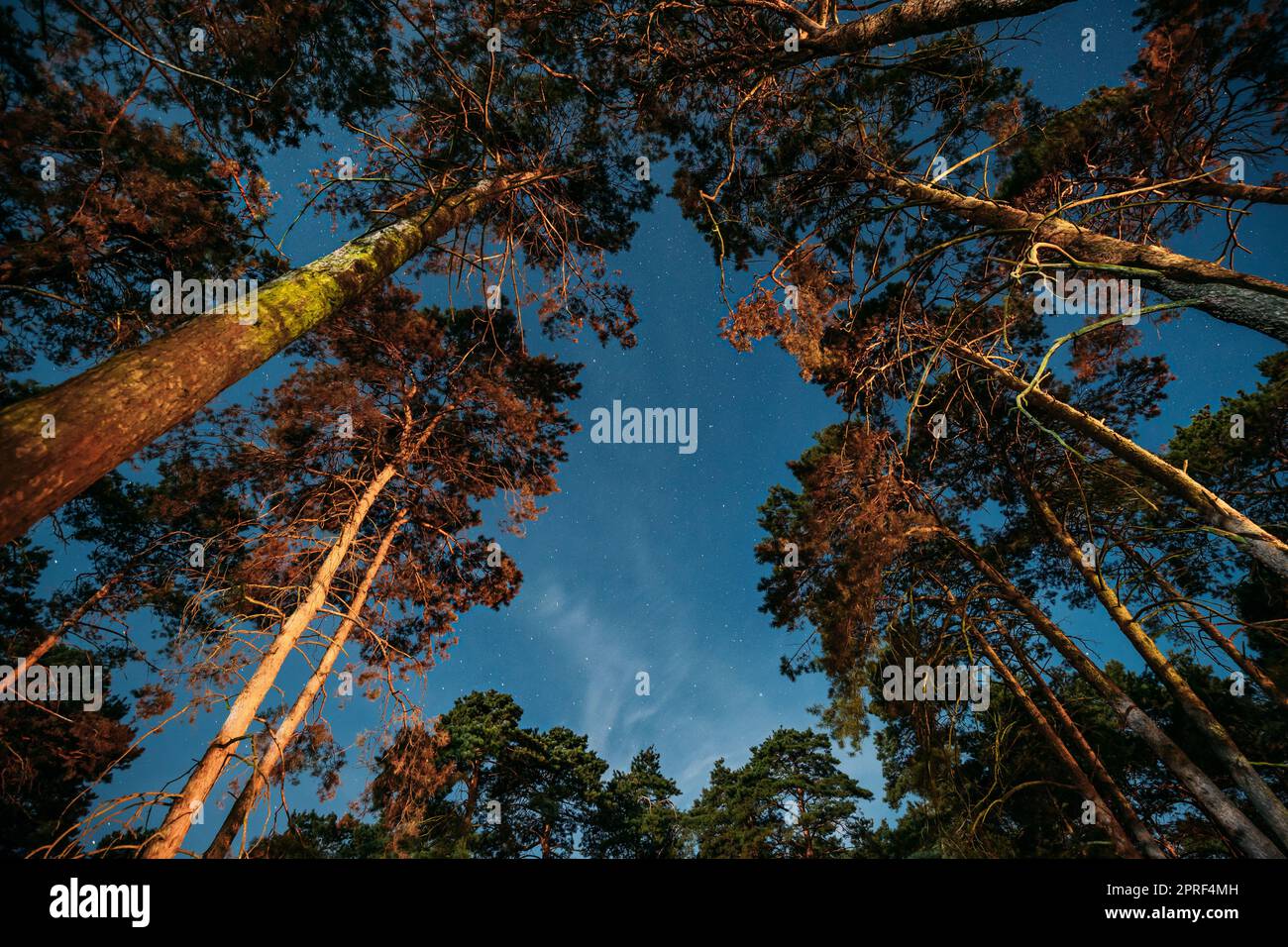 Crown Of Pine Trees Woods Under Night Starry Sky. Night Landscape With ...