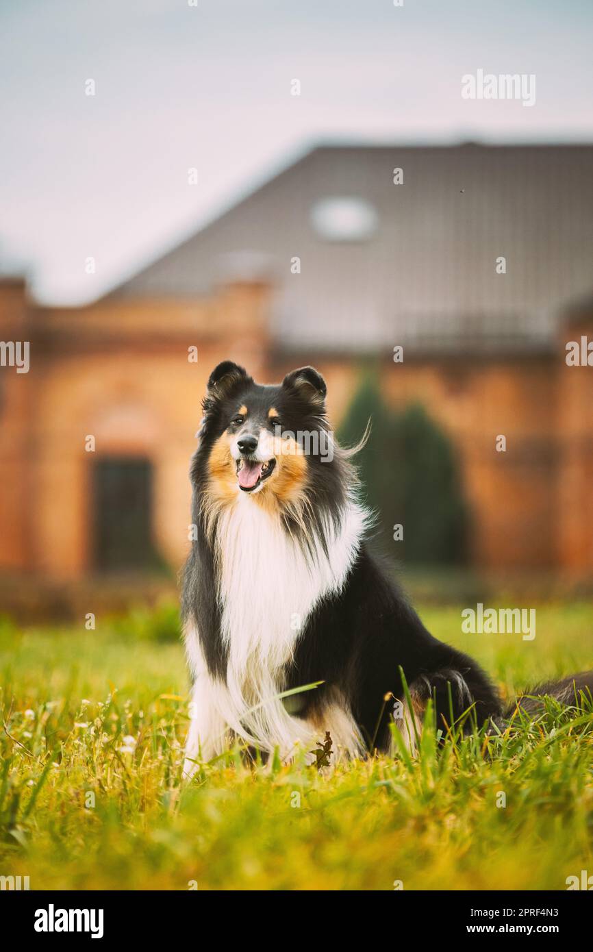 Lassie dog hi-res stock photography and images - Alamy