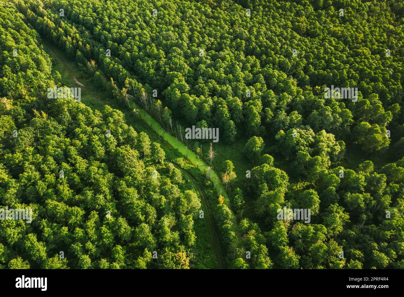 Belarus. Aerial View Of Green Small Bog Marsh Swamp Wetland In Green ...