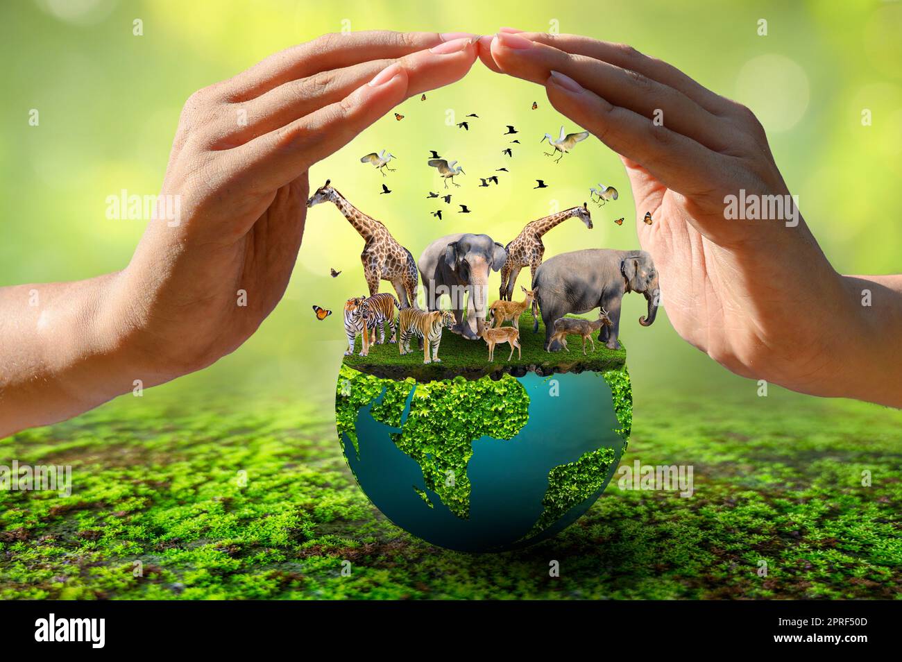 World Animal Day World Wildlife Day Groups of wild beasts were gathered ...