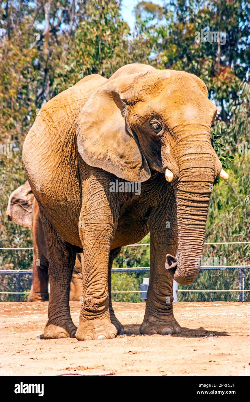 Elepant in San Diego Zoo Stock Photo - Alamy