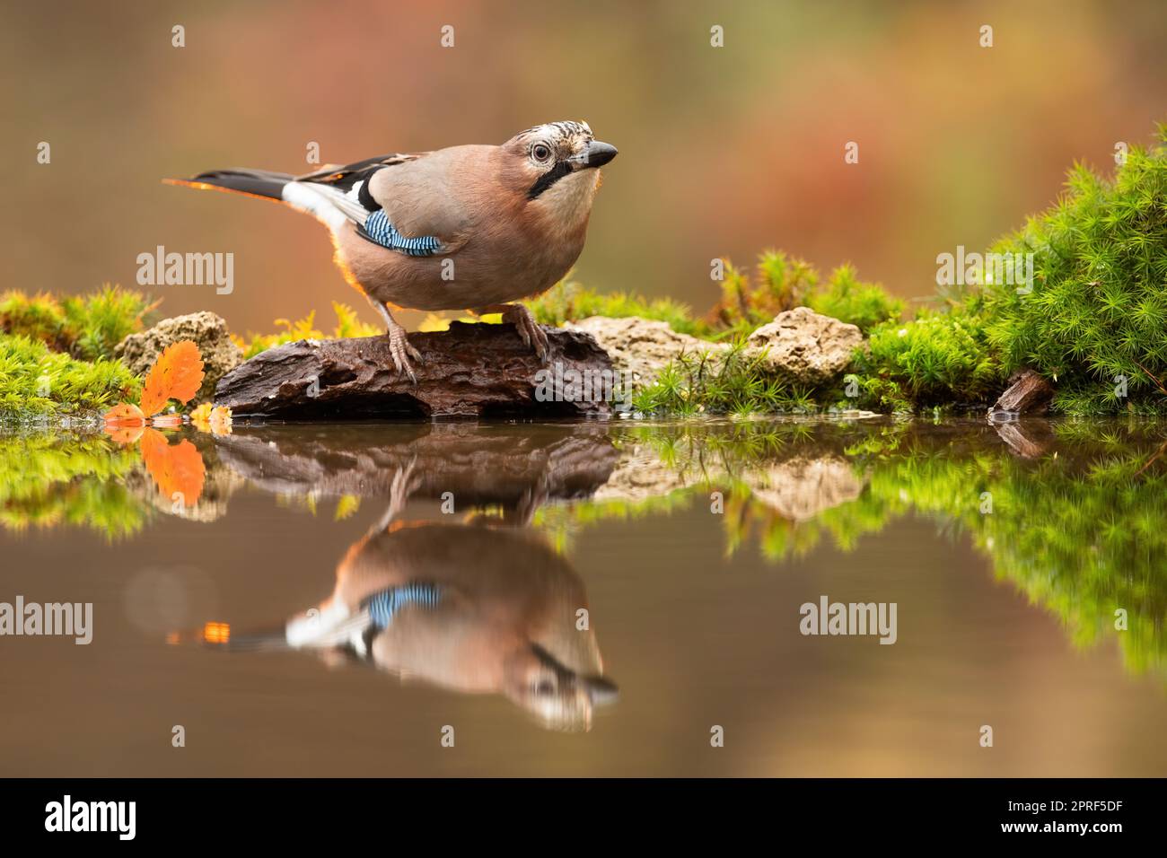 eurasian jay with reflection as it is bending over water surface in ...