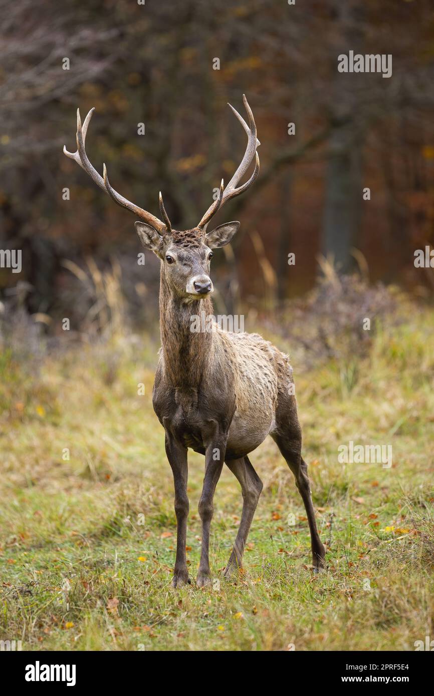 Red deer standing on glade in autumn in vertical shot Stock Photo - Alamy