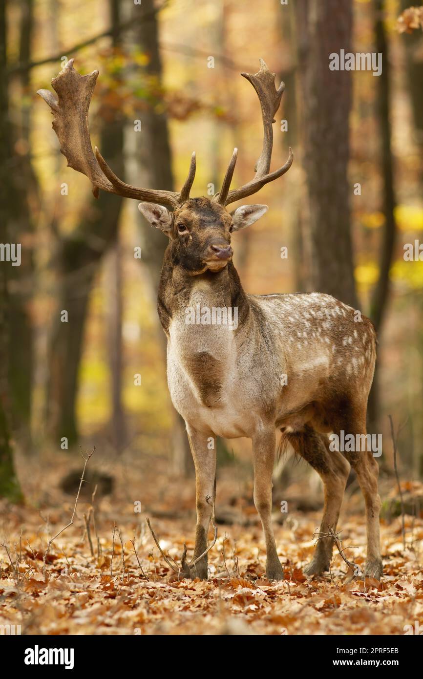 Majestic fallow deer standing in an autumn forest and watching Stock ...