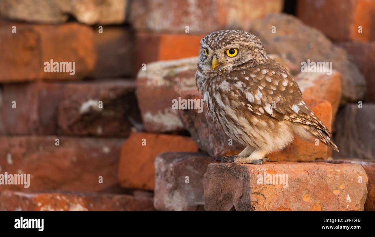 Little owl sitting on a old brick of a ruin with copy space Stock Photo ...