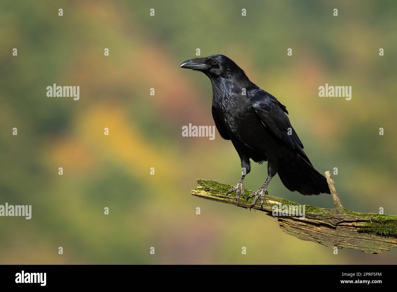 Common raven crow sitting on hi-res stock photography and images - Alamy