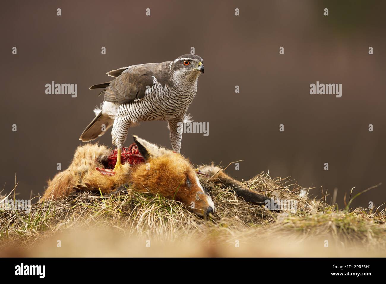 Fierce northern goshawk feeding on a dead fox in autumn nature Stock ...