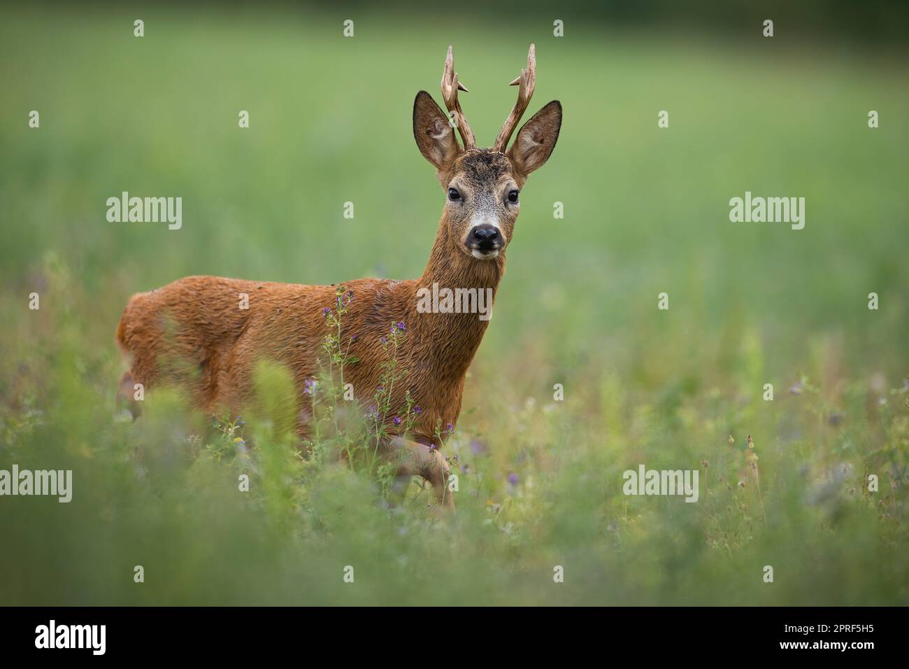 Side view of a roe deer buck looking to the camera and coming closer ...