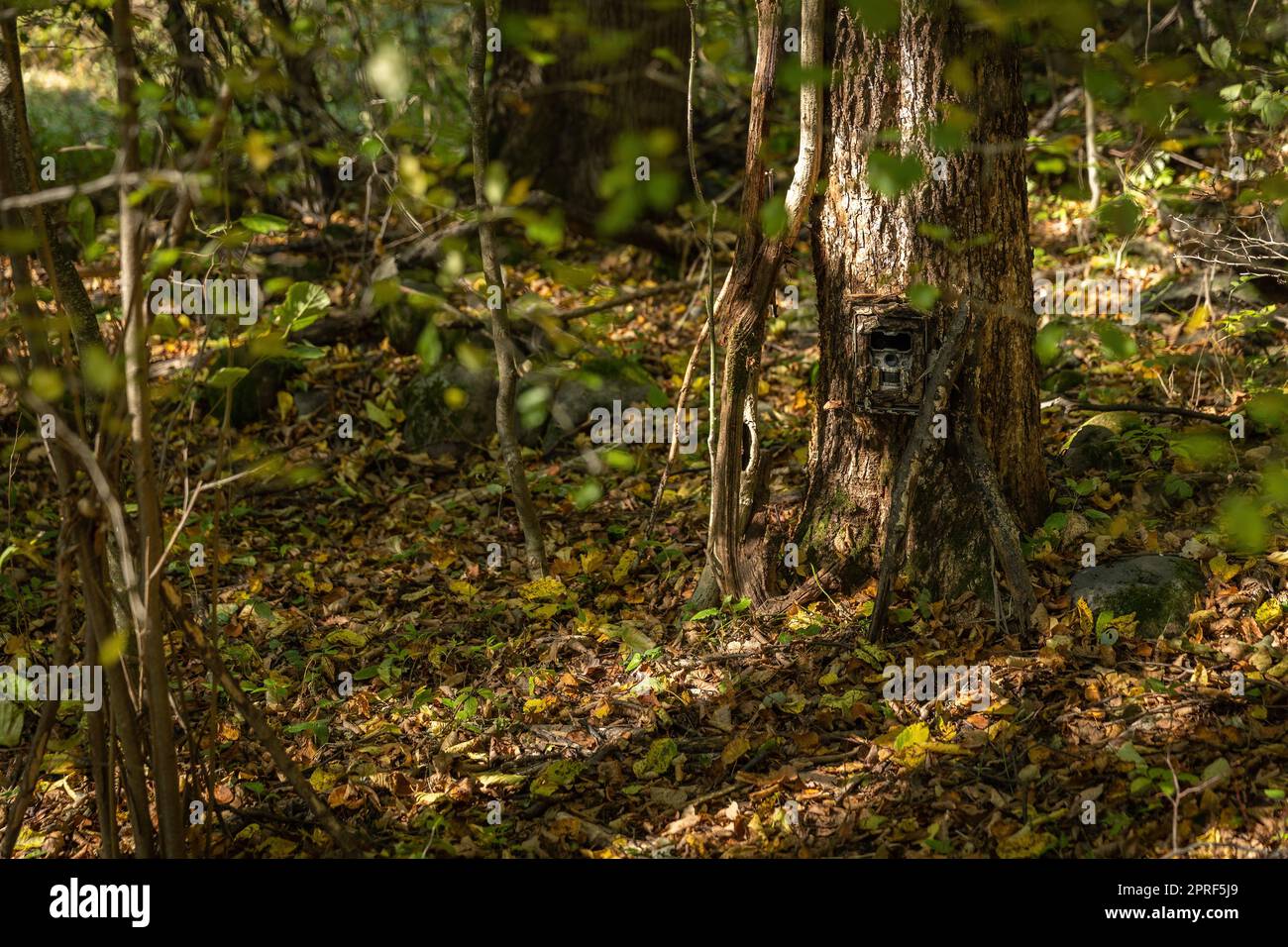 Camouflaged camera trap attached to a tree in forest with copy space ...