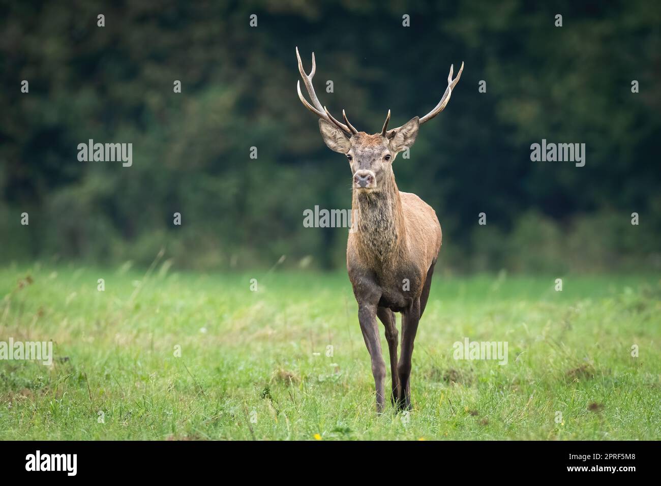 Red deer stag walking on a meadow with green grass in autumn from front ...