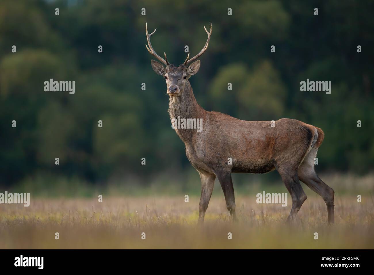 Juvenile red deer stag cervus elaphus autumn hi-res stock photography ...