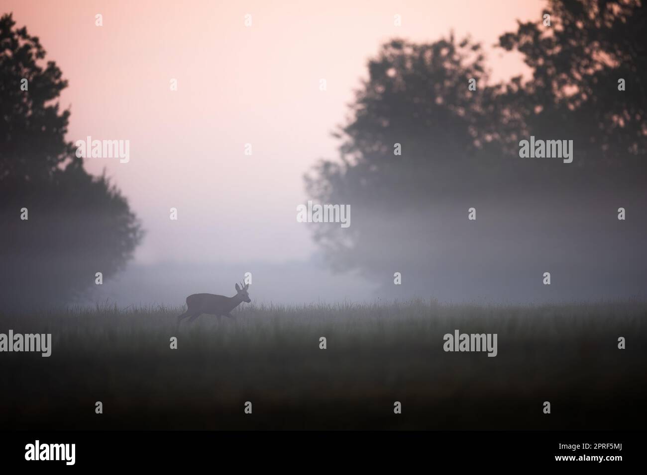 Early morning on a meadow in autumn with roe deer buck walking through ...