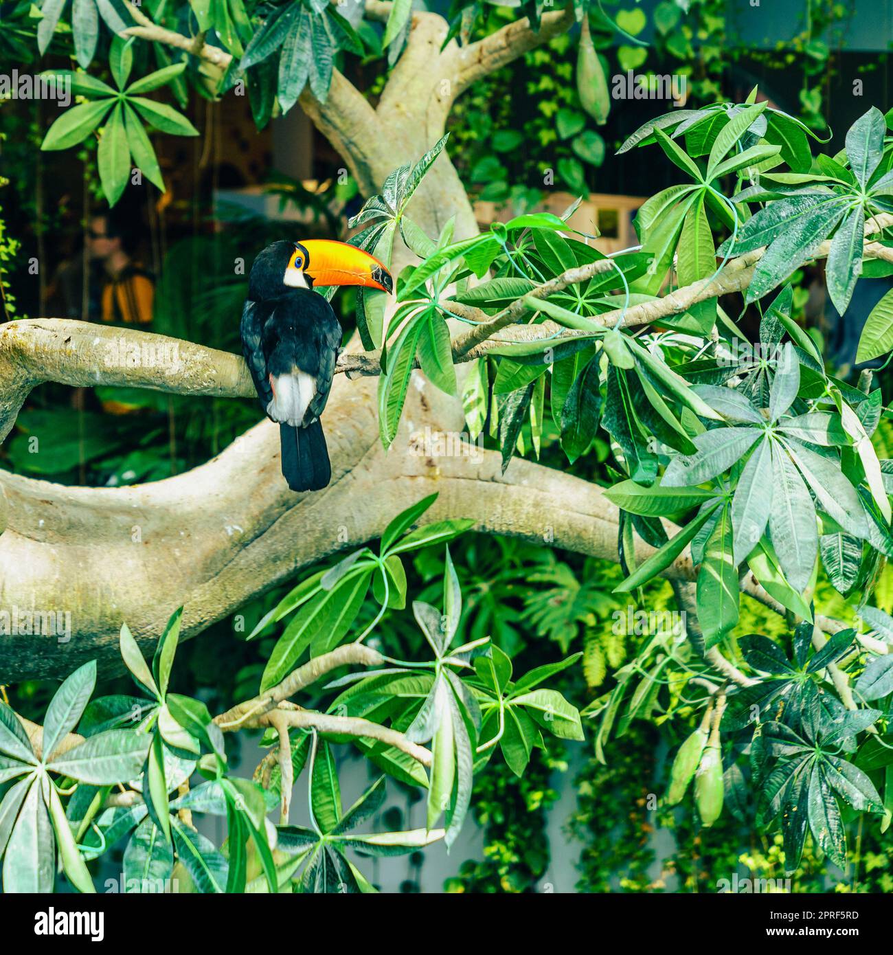 Toucan toco hi-res stock photography and images - Alamy