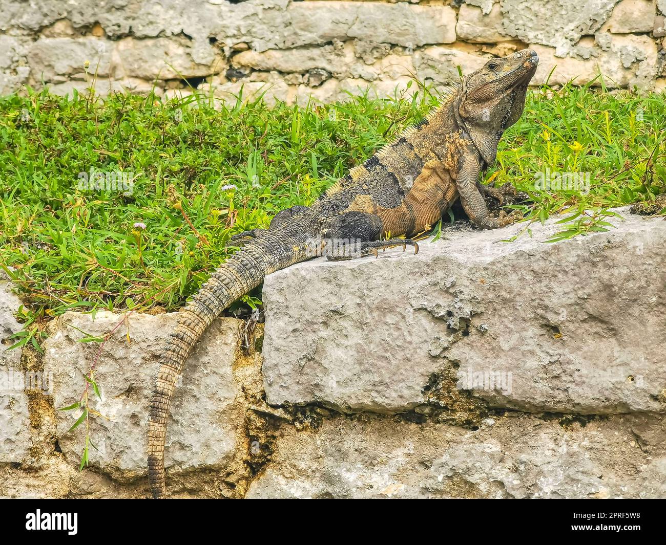 Iguana on rock Tulum ruins Mayan site temple pyramids Mexico Stock ...