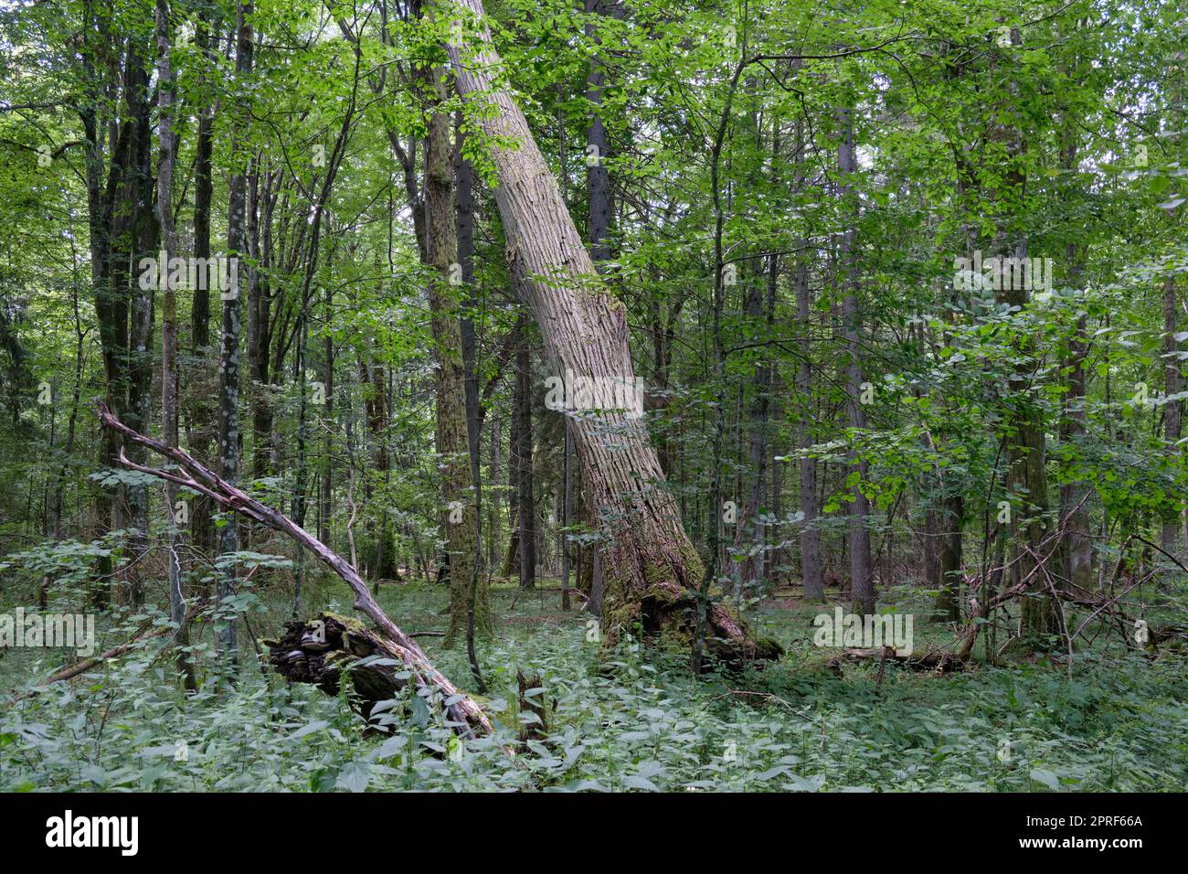 Green rich forest hi-res stock photography and images - Alamy