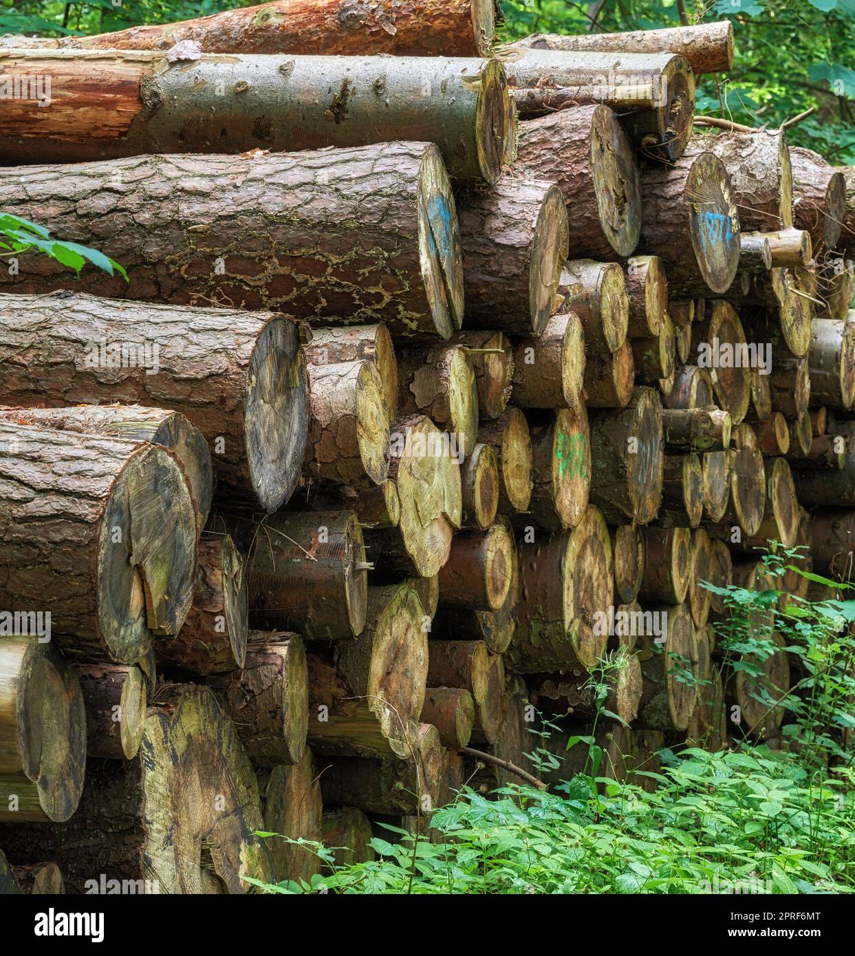 Preparation of firewood for the winter. Stacks of firewood in the ...