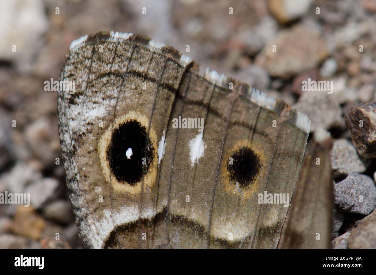 Underside of the wing of the Gran Canaria grayling butterfly Hipparchia ...