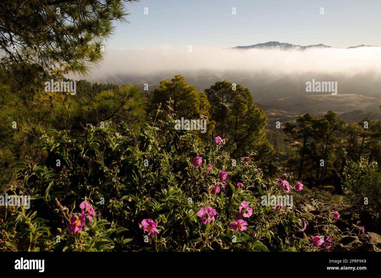 Forest of Canary Island pine Pinus canariensis with Cistus horrens ...