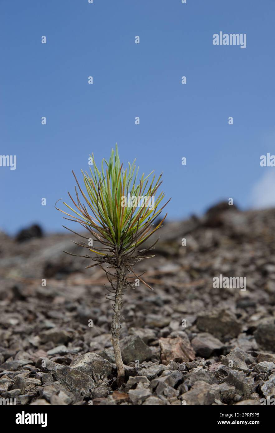 Shoot of Canary Island pine Pinus canariensis. Integral Natural Reserve ...