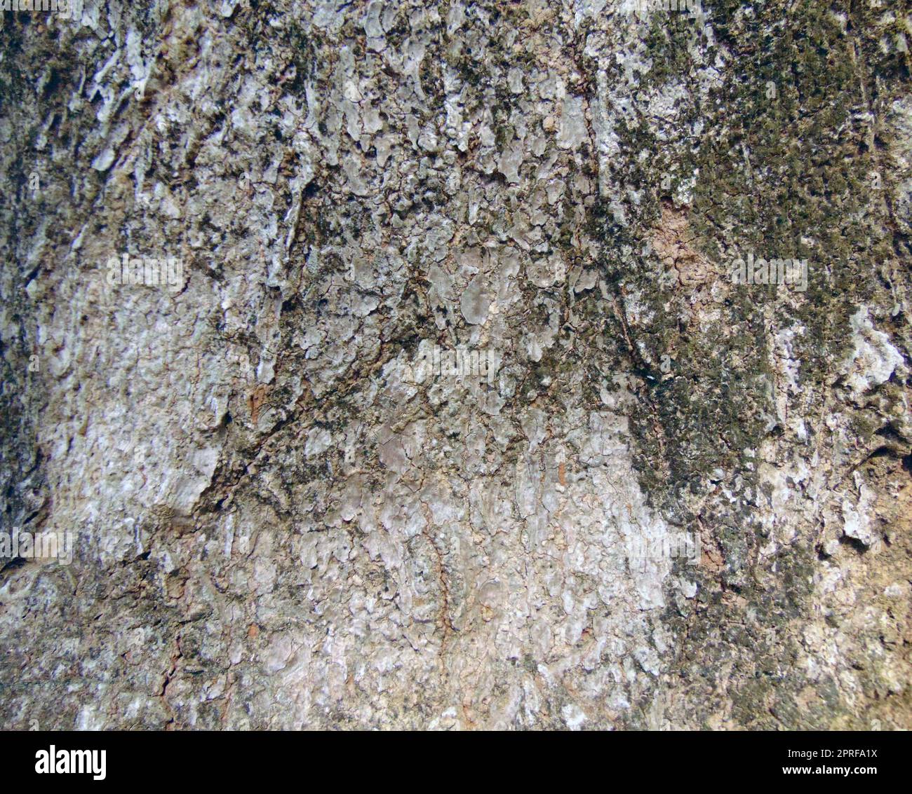 Bark Texture, Nature skin of Skin of Wood Texture Background Stock ...