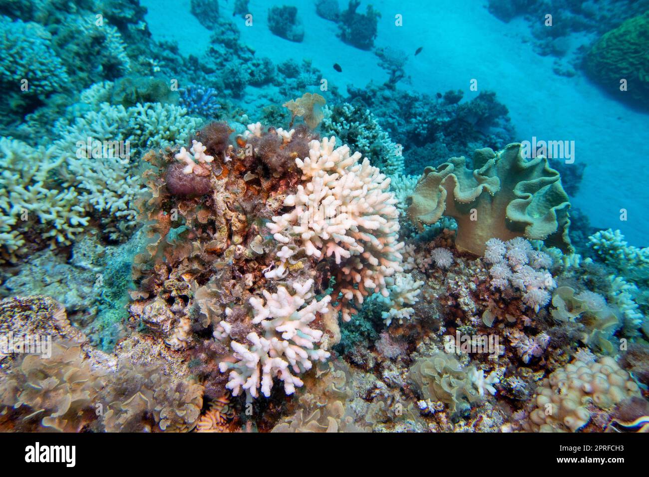 Colorful, picturesque coral reef at bottom of tropical sea, hard corals ...