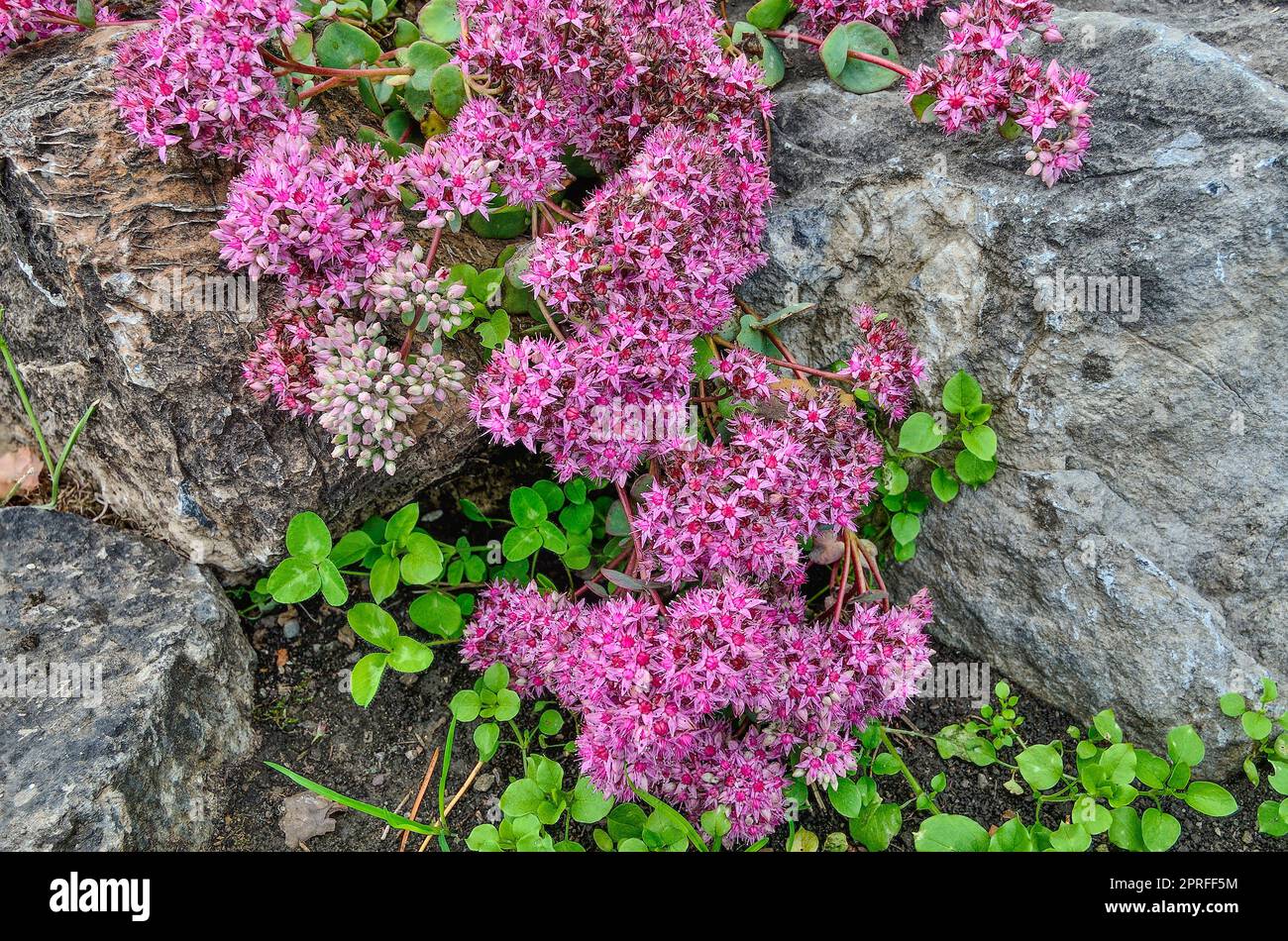 Pink blossoming of Sedum ewersii - Stonecrop, a succulent groundcover ...