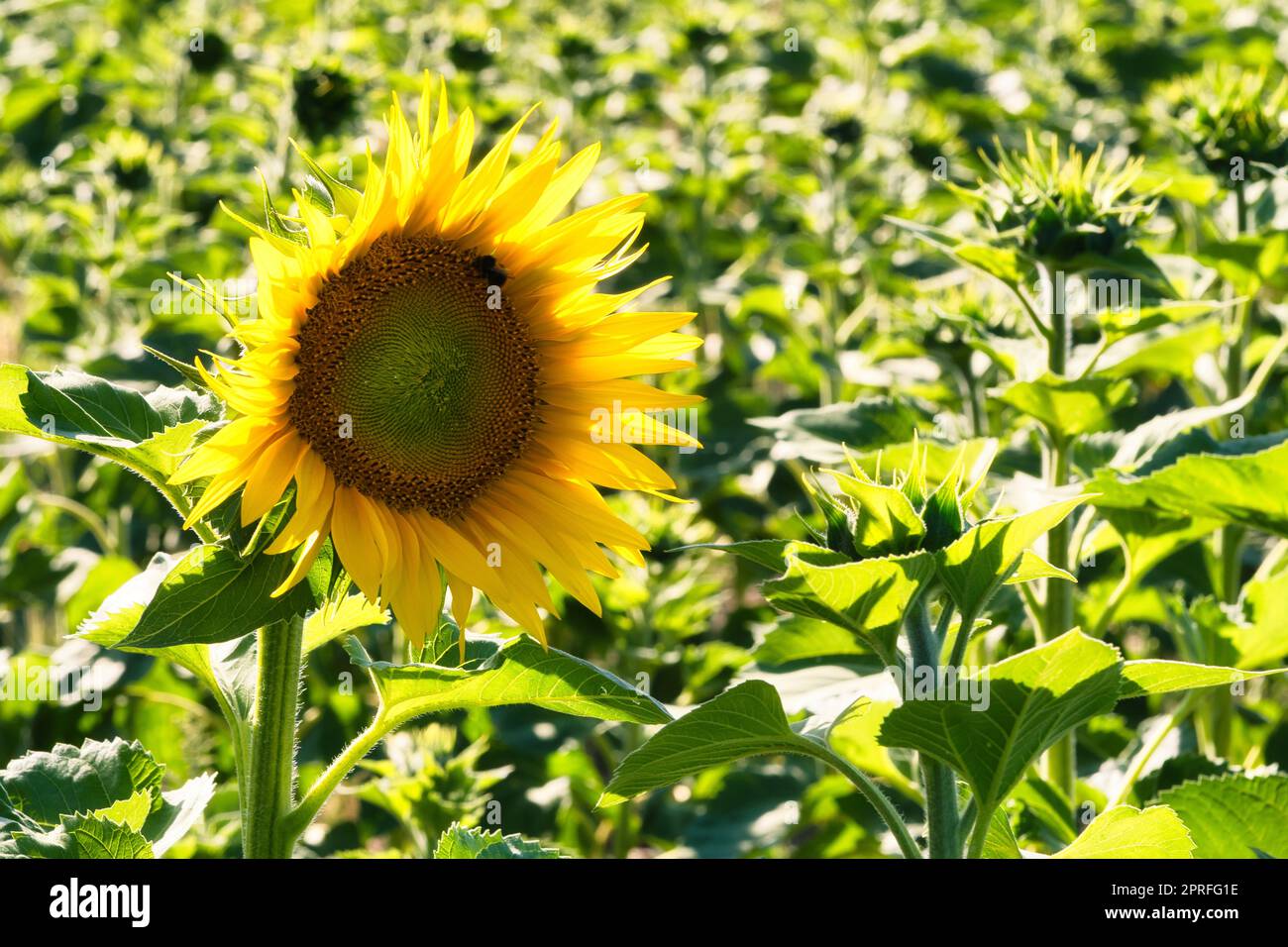Sunflower shown individually on a sunflower field. Round yellow flower ...