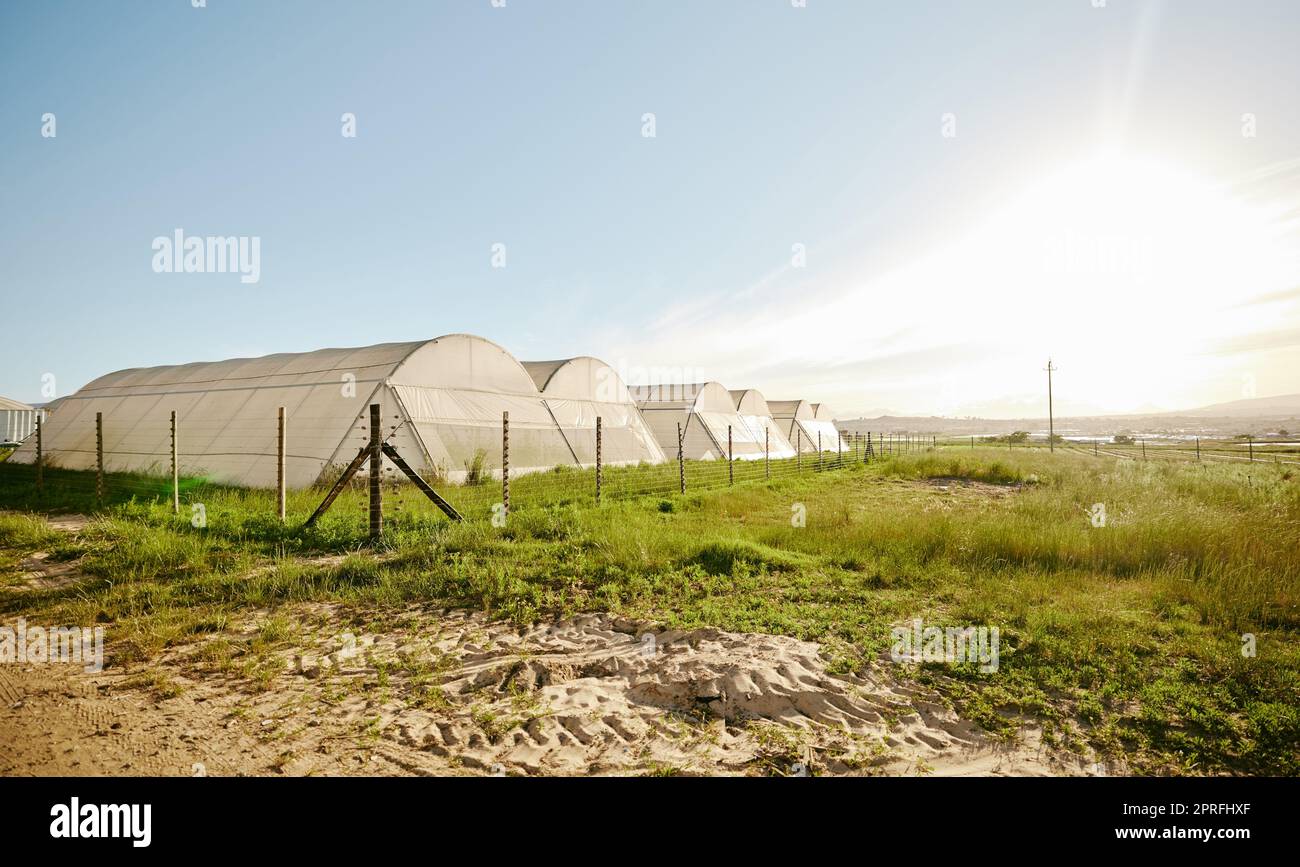 Farming, crop and outdoor green house field in agricultural environment ...